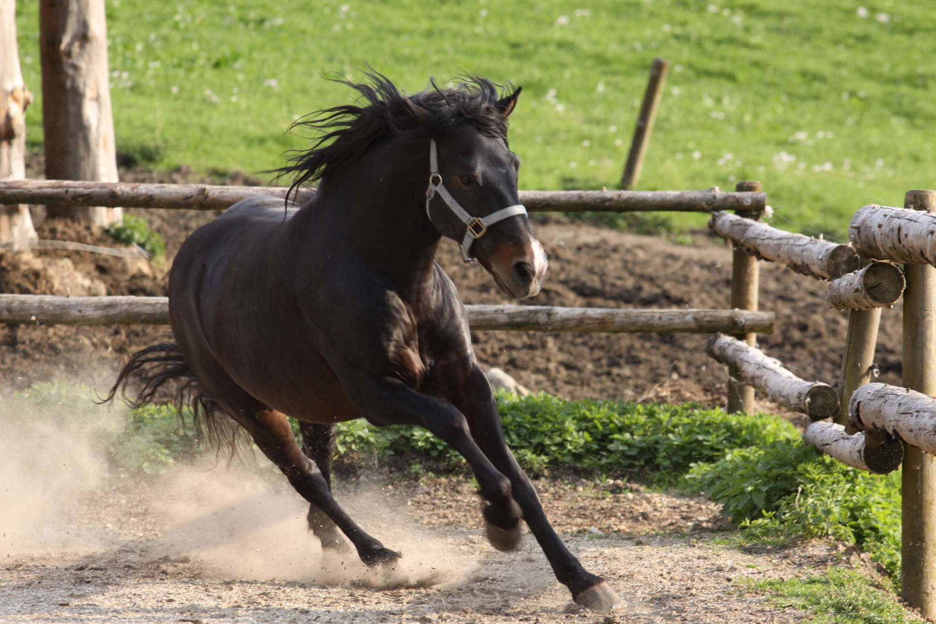 Westernreiten Reiterhof Habereder Bayern Niederbayern Urlaubsregion ...